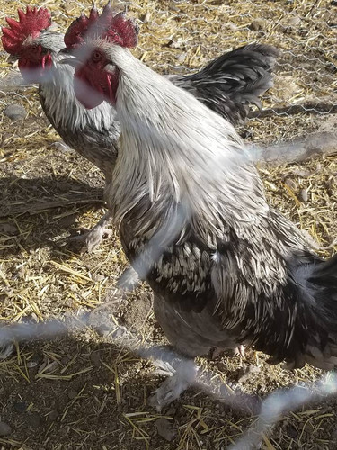 Black and Blue Birchen Marans Fertile Egg single **LIMIT 8 | High ...
