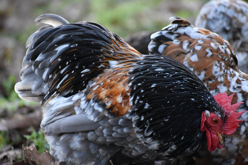 Mille Fleur / calico Bantam Cochin egg **LIMIT6 ** | High Valley Hatchery