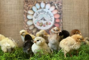 12 Hatchery ChoiceAssorted Chicks | High Valley Hatchery