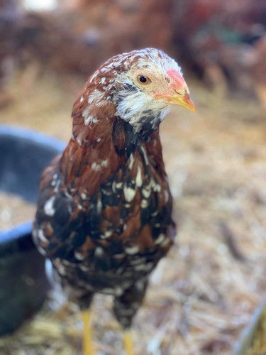 Russian orloff Chick ***LIMIT 8 | High Valley Hatchery