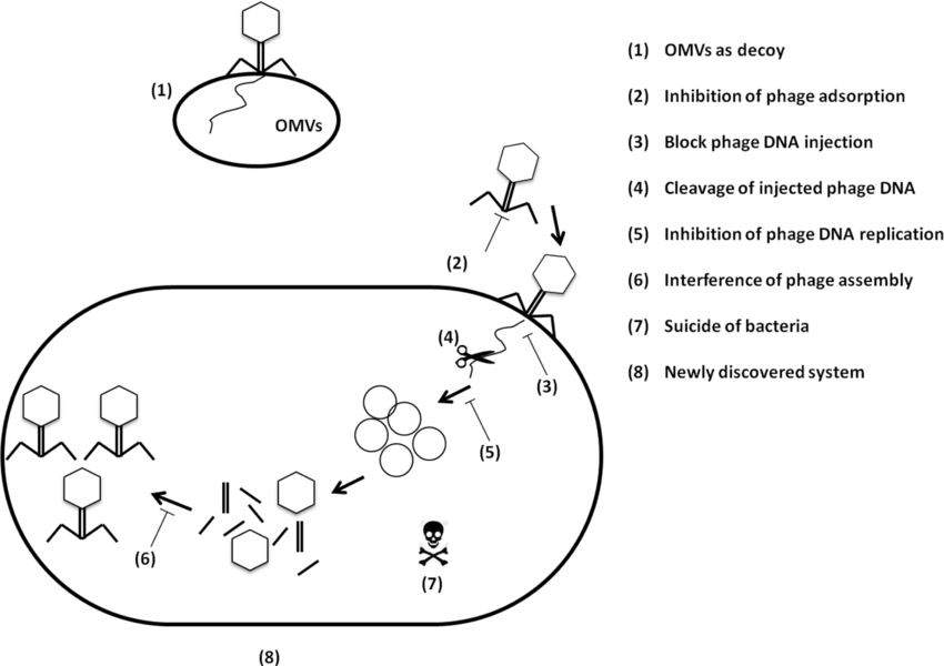 Phage Therapy: A Potential Solution for Antibiotic Resistance