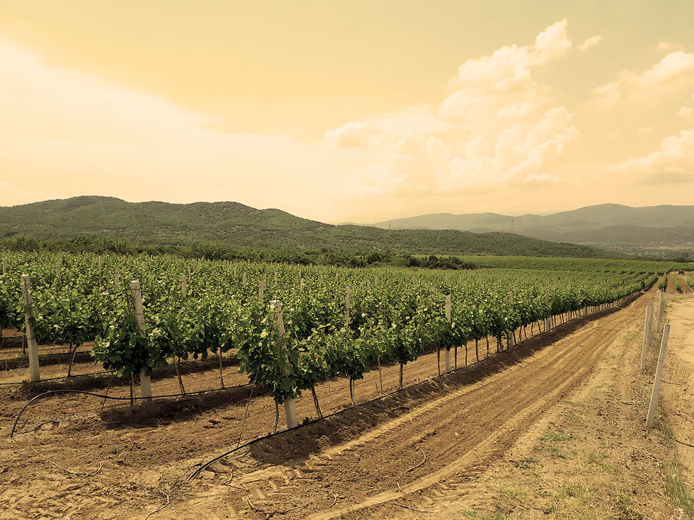 ABOUT VARDARSKA DOLINA WINERY