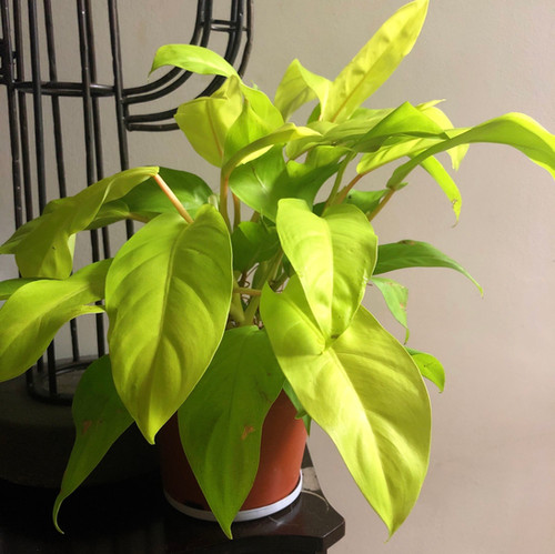 Philodendron Lemon Lime pequeño | Tropical Gardens Pma