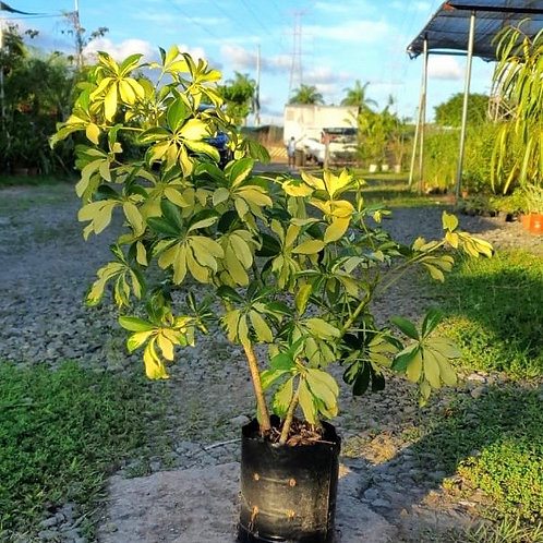 Schefflera variegata | Tropical Gardens Pma
