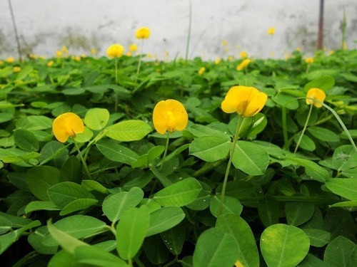 Mani forrajero | Tropical Gardens Pma