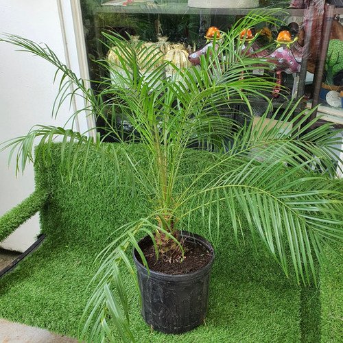 Palma Phoenix Roebelinii | Tropical Gardens Pma