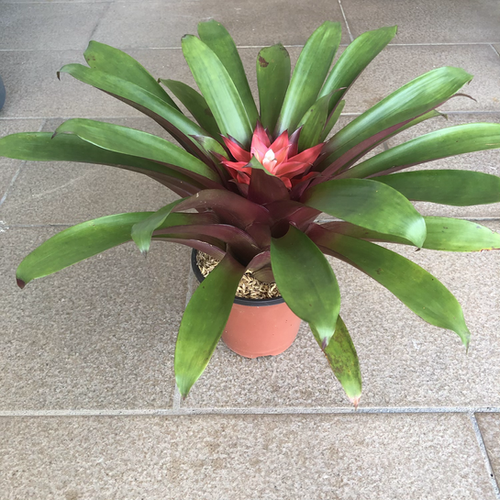 Bromelia | Tropical Gardens Pma