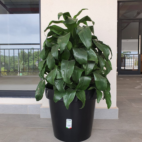 Maceta Classic 40 cm | Tropical Gardens Pma