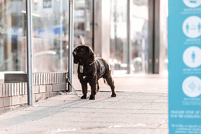 DOGTIE DOG LOCK | Dogtie.co.uk