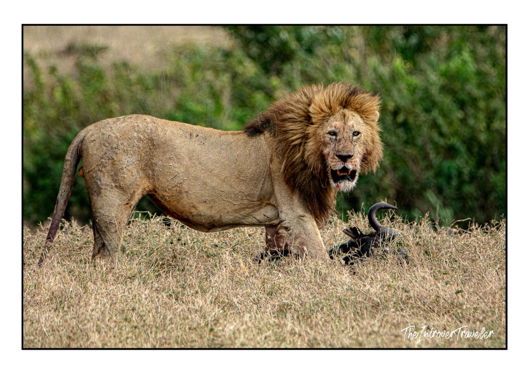 A beginners guide to safari photography