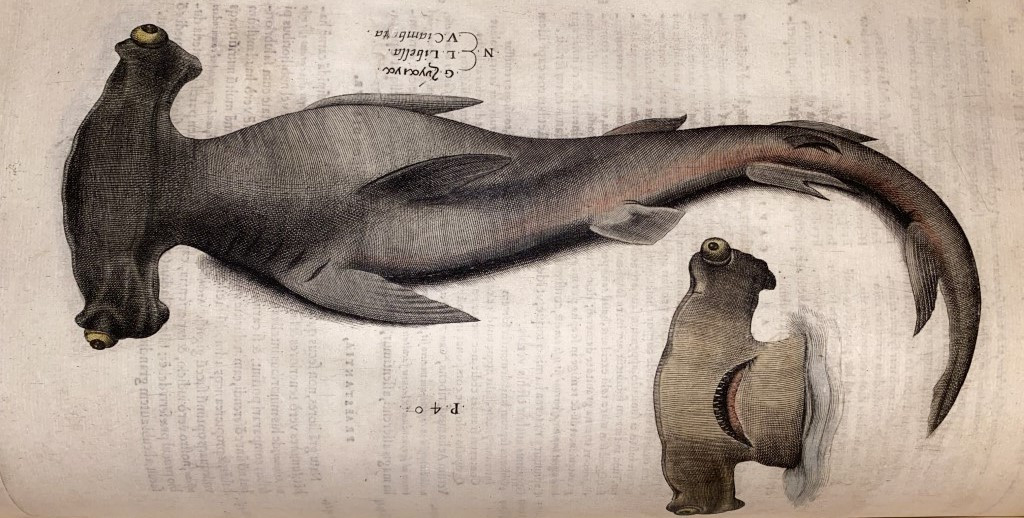 Diving at Daedalus reef or Ode to the hammerhead shark