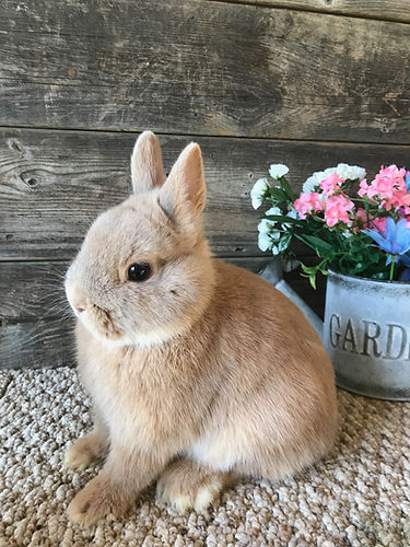 For Sale | The Bunny Station Rabbitry