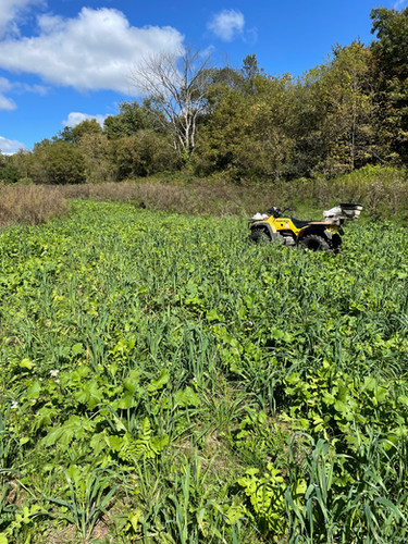 FREE Food Plot Guide | The Untamed Ambition
