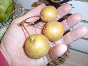 Hybrid Pear | The Untamed Ambition