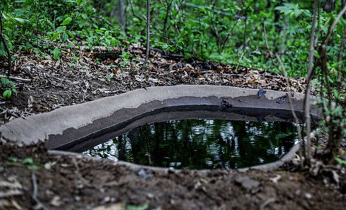 Earth Pond - Deer Pond | The Untamed Ambition