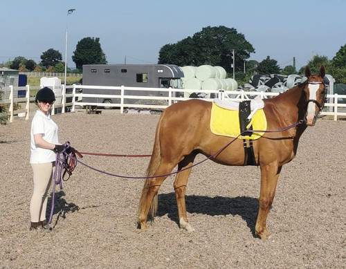Class Two - Long Reining or In Hand Dressage | Dressage at Home & I
