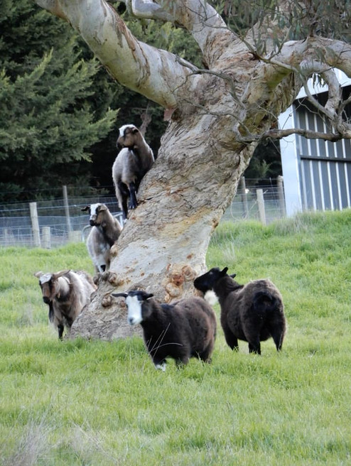 The Breeds | Miniature Goats Australia