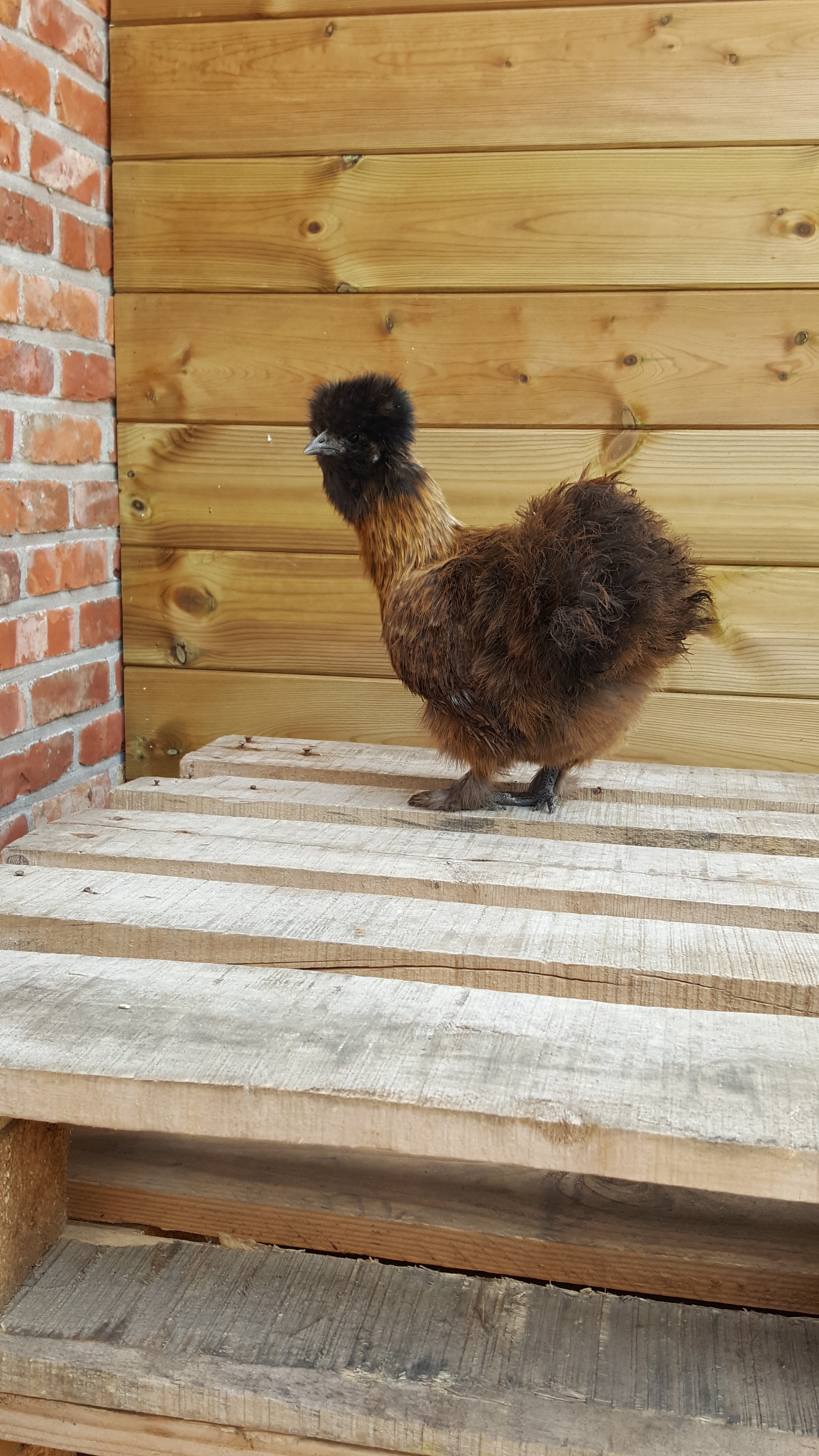 Kippen winkel Evergem | Legkip Oost Vlaanderen | Geert Verhoeven