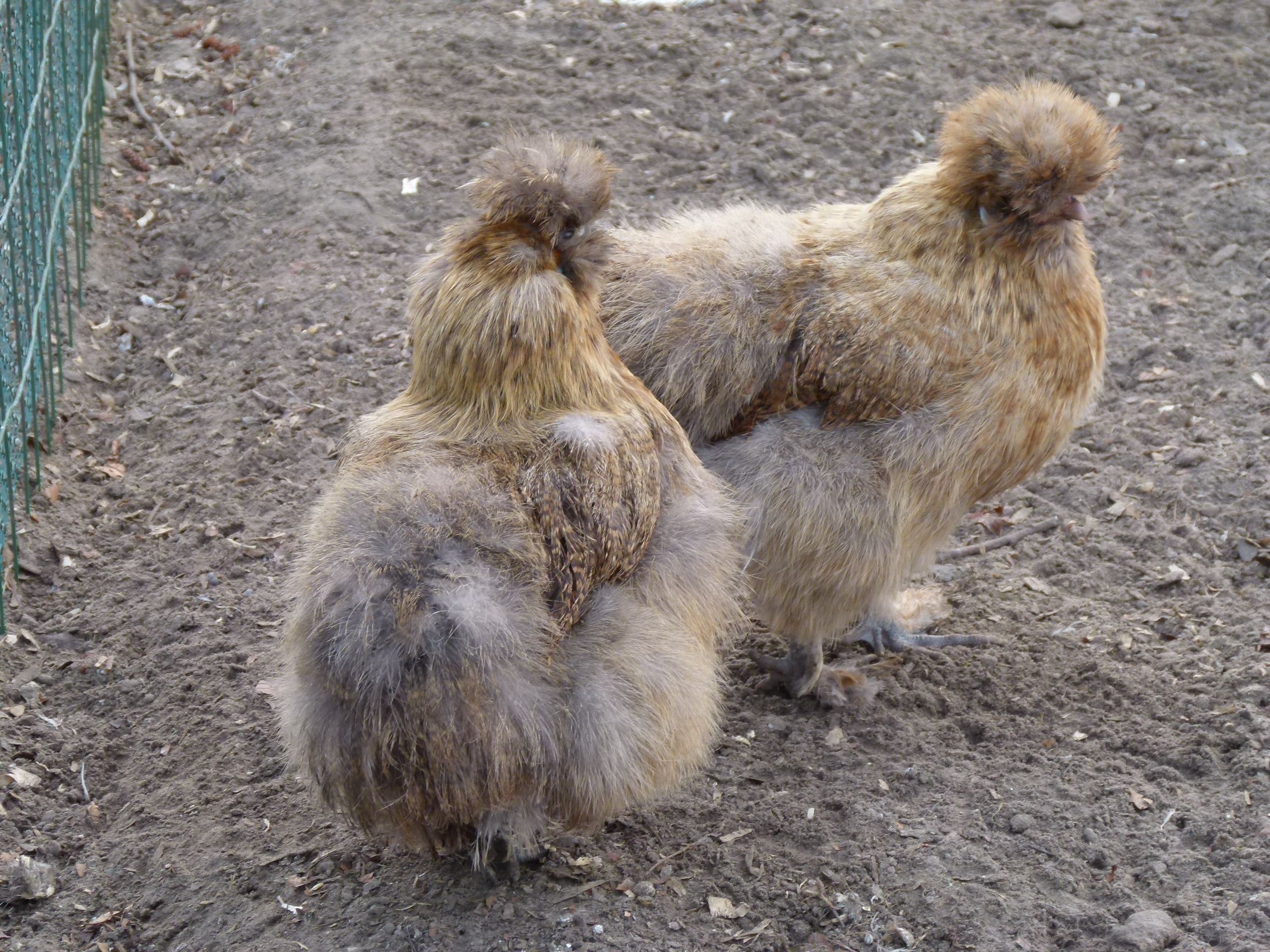 Kippen winkel Evergem | Legkip Oost Vlaanderen | Geert Verhoeven
