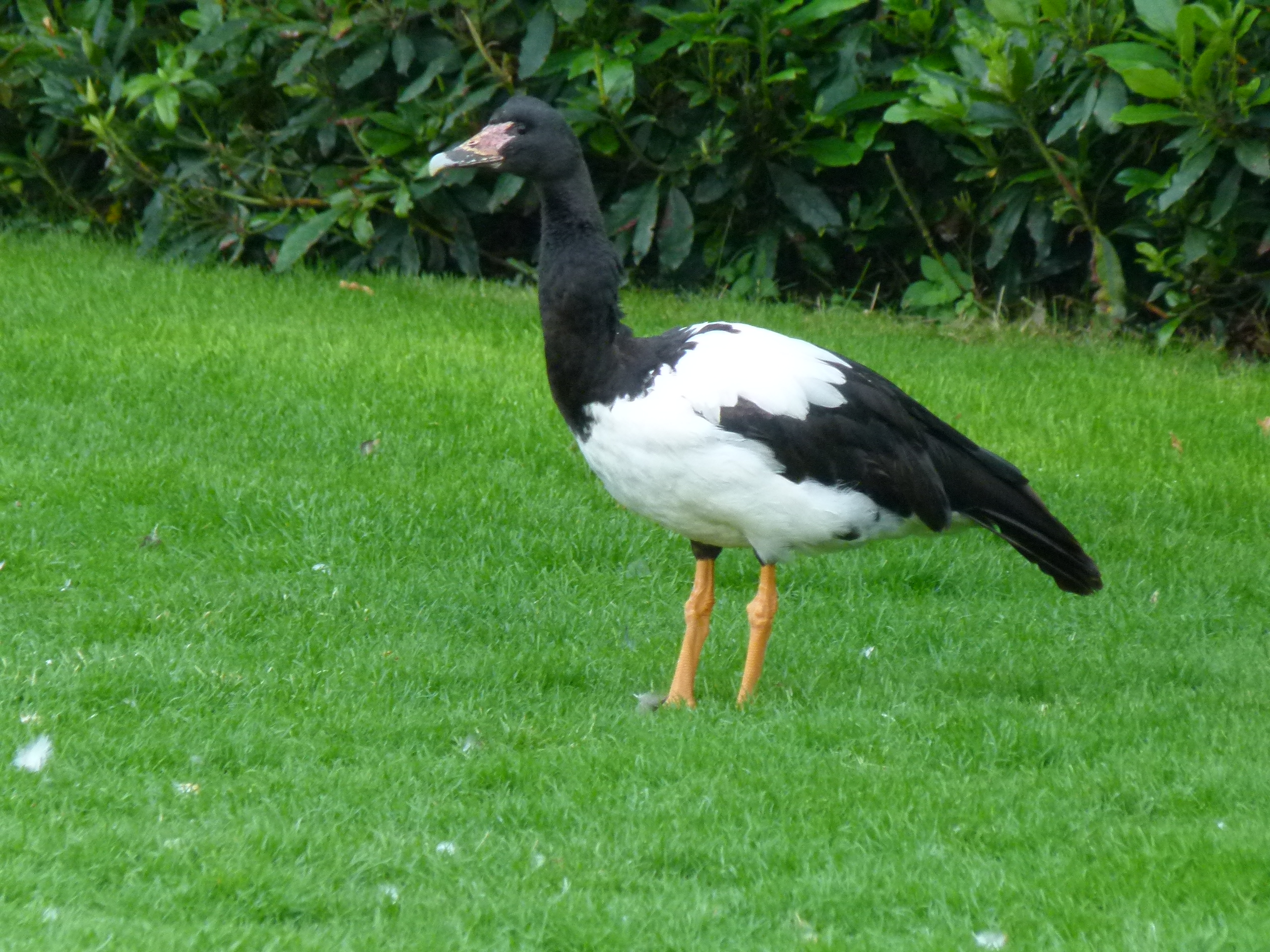 Ganzen winkel Evergem | Gans Oost Vlaanderen