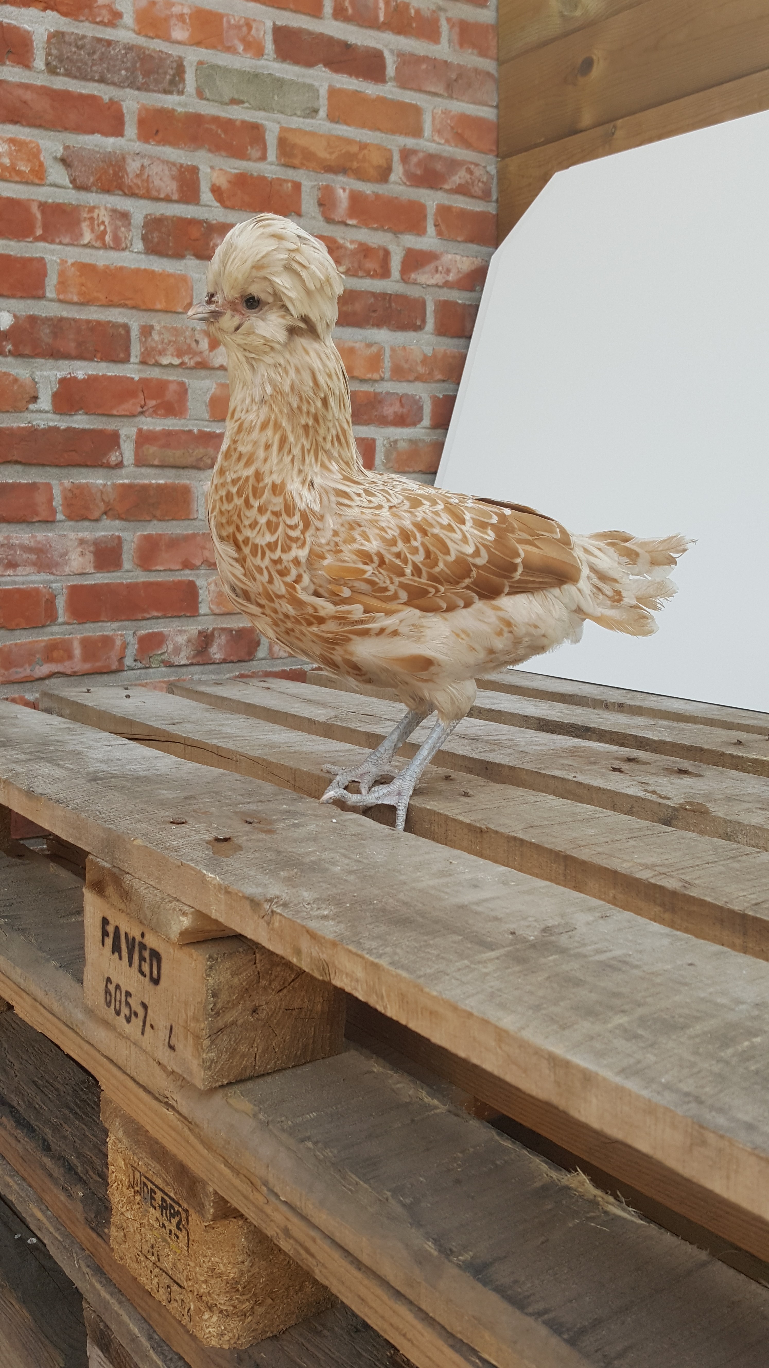 Kippen winkel Evergem | Legkip Oost Vlaanderen | Geert Verhoeven