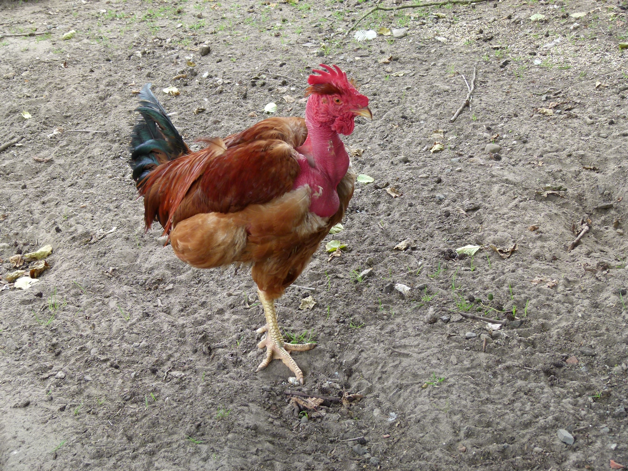 Kippen winkel Evergem | Legkip Oost Vlaanderen | Geert Verhoeven
