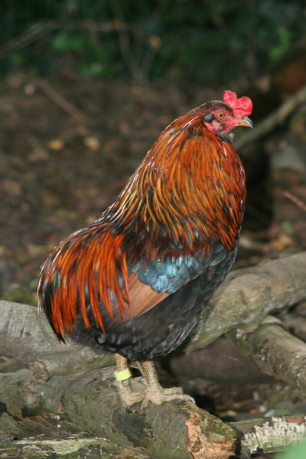 Kippen winkel Evergem | Legkip Oost Vlaanderen | Geert Verhoeven
