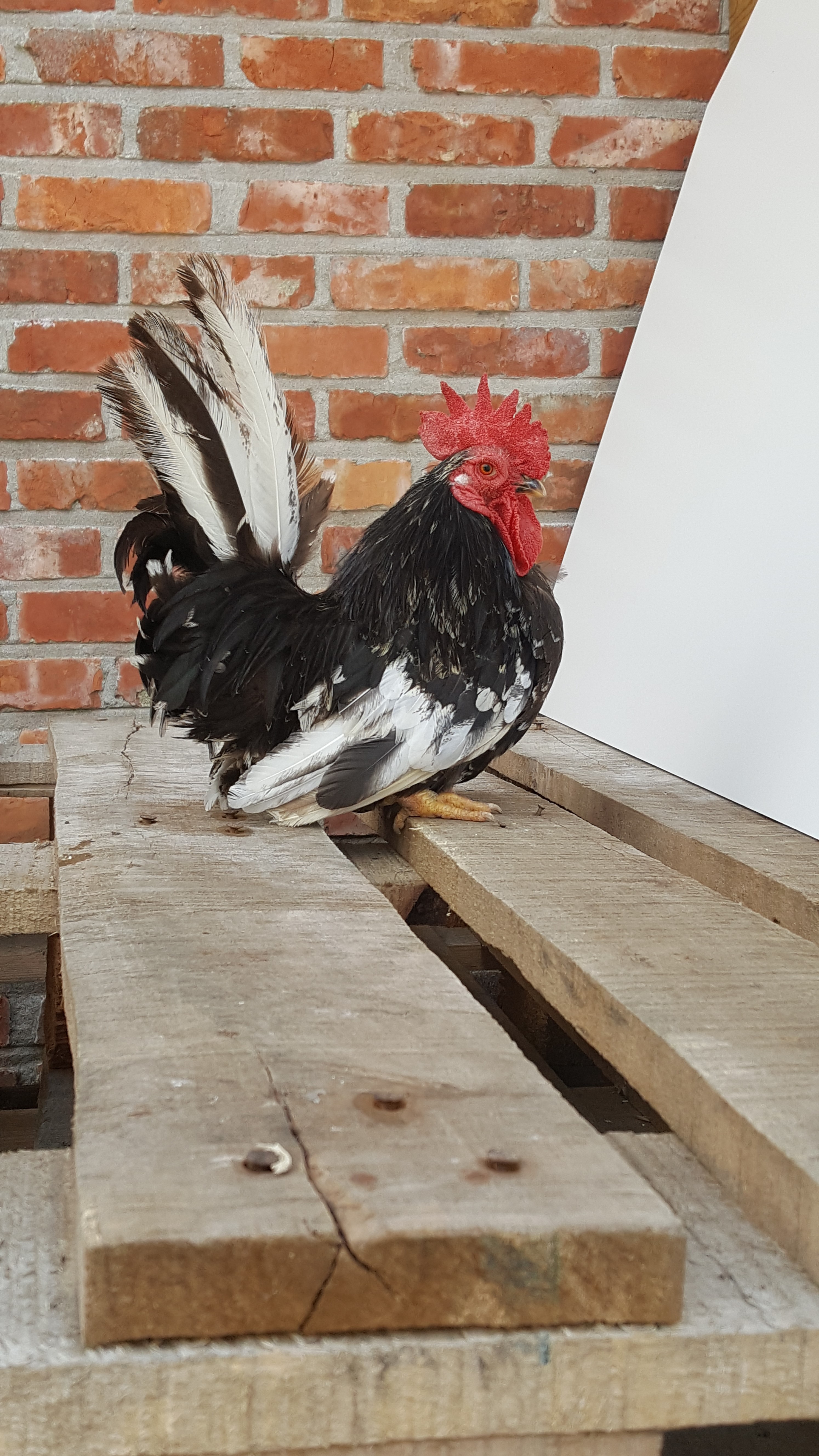 Kippen winkel Evergem | Legkip Oost Vlaanderen | Geert Verhoeven