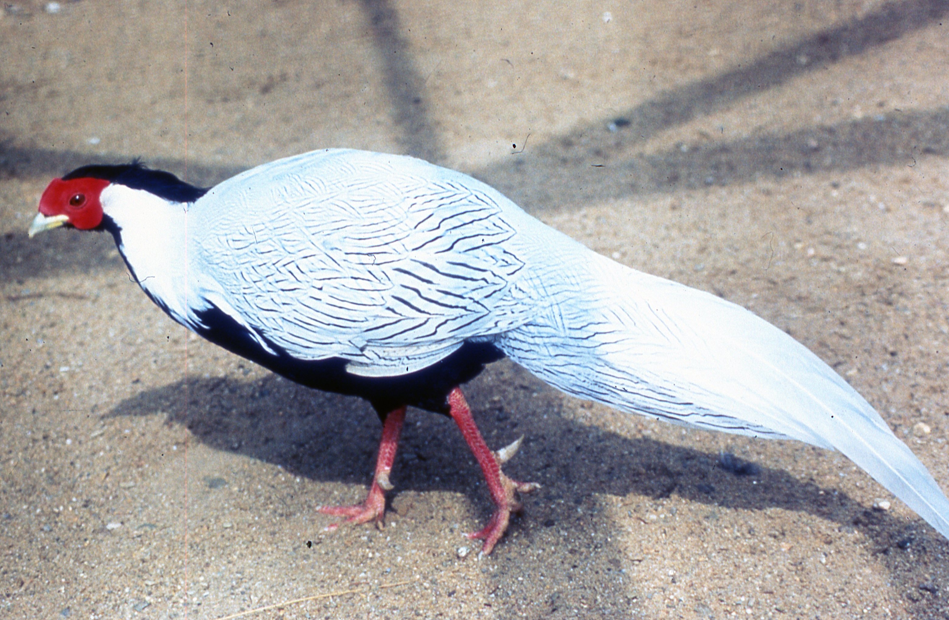 Fazanten winkel Evergem | Kalkoenen Oost Vlaanderen | Geert Verhoeven