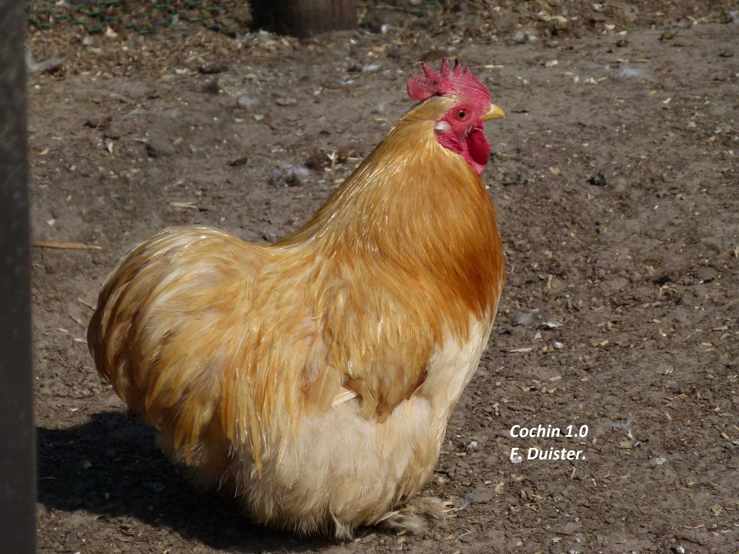 Kippen winkel Evergem | Legkip Oost Vlaanderen | Geert Verhoeven