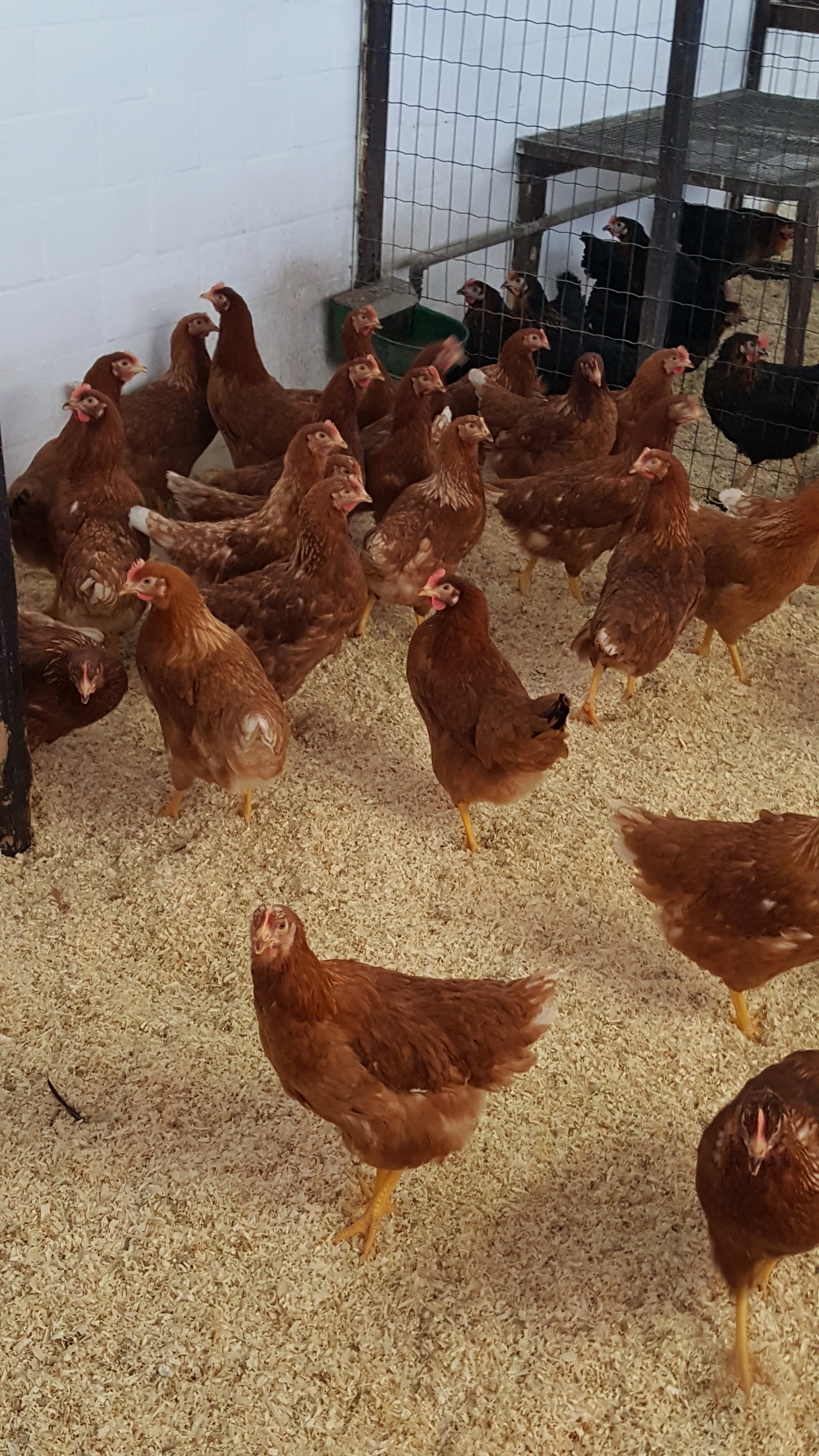 Kippen winkel Evergem | Legkip Oost Vlaanderen | Geert Verhoeven