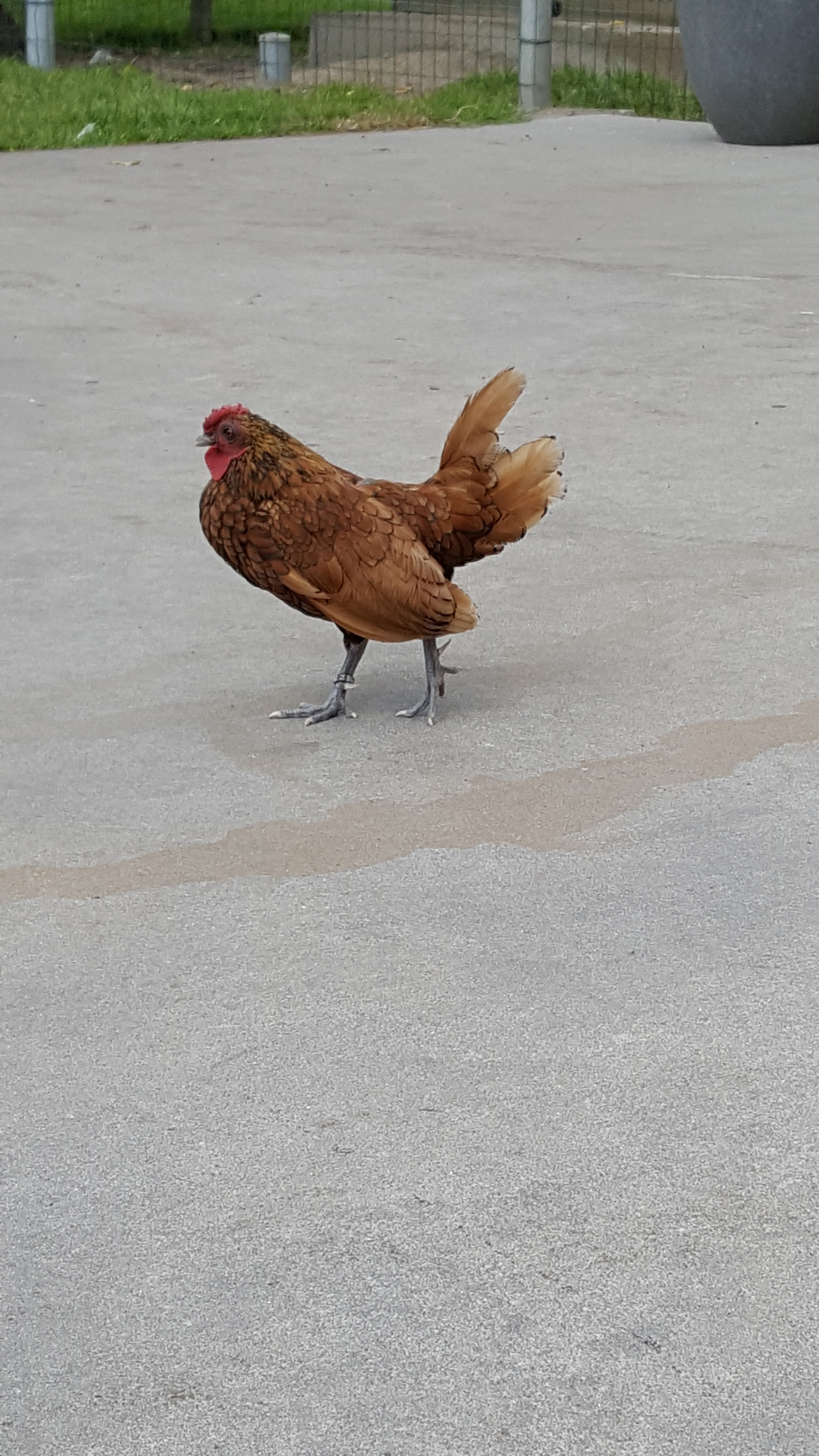 Kippen winkel Evergem | Legkip Oost Vlaanderen | Geert Verhoeven
