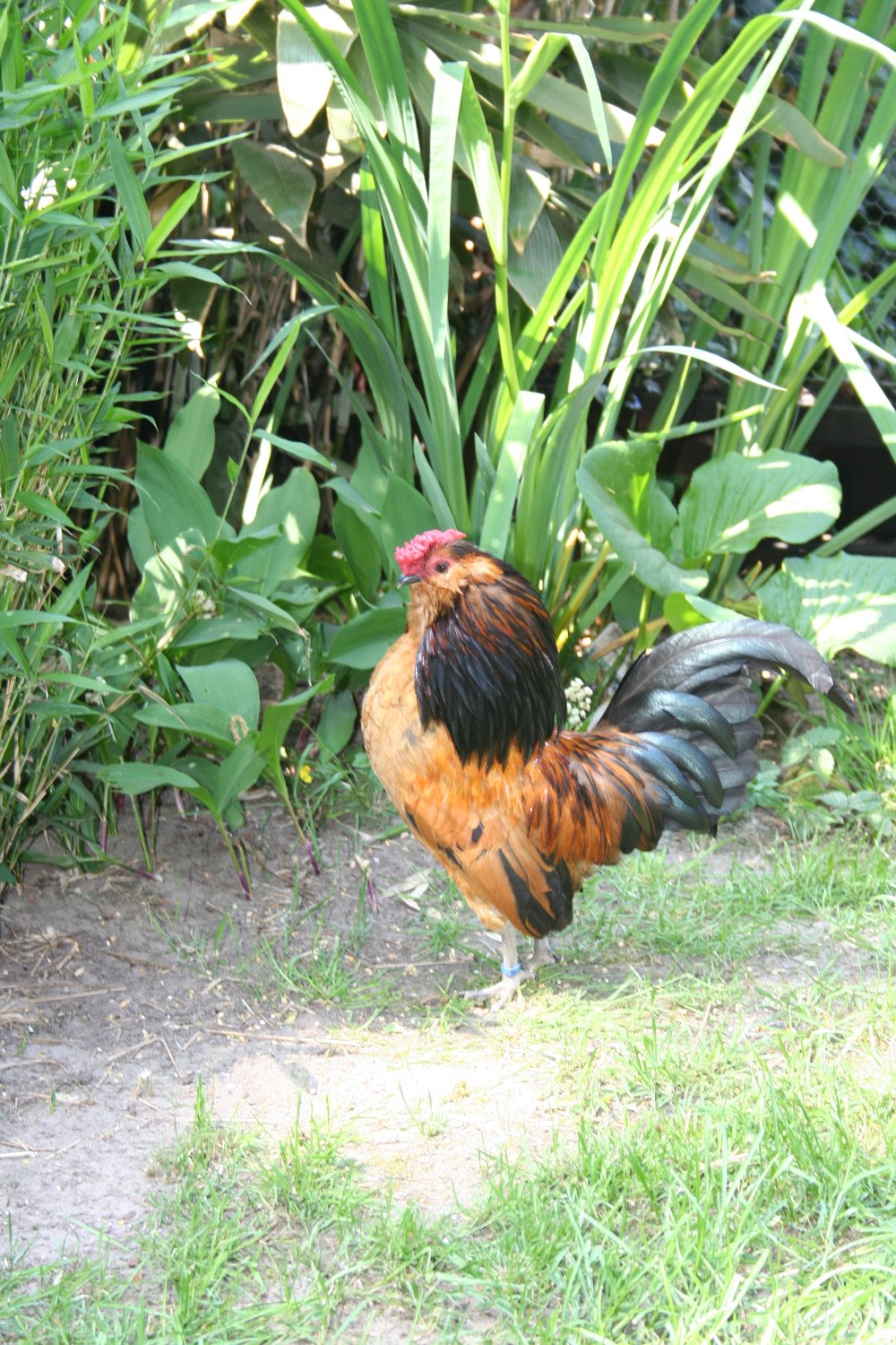 Kippen winkel Evergem | Legkip Oost Vlaanderen | Geert Verhoeven
