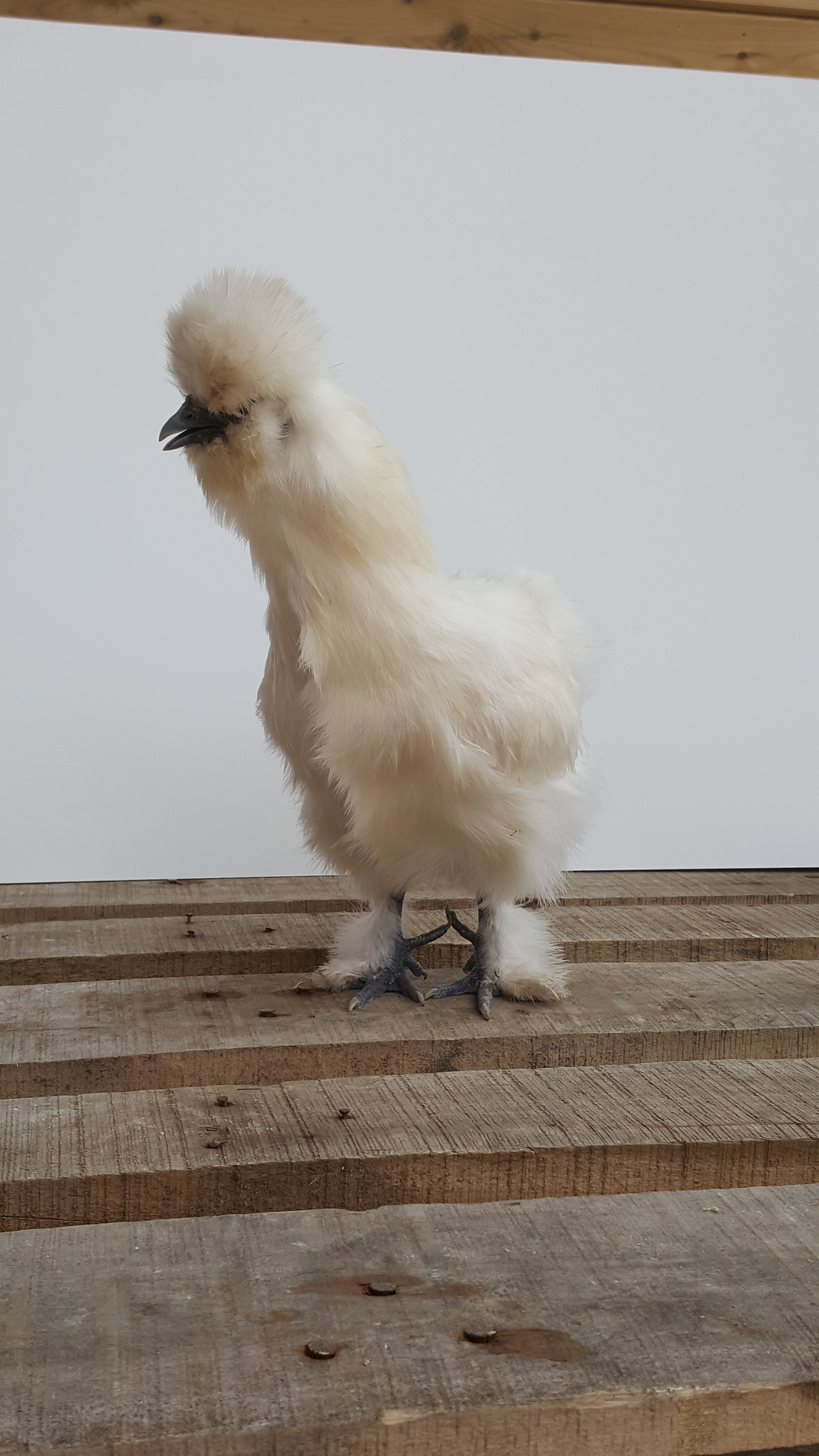 Kippen winkel Evergem | Legkip Oost Vlaanderen | Geert Verhoeven