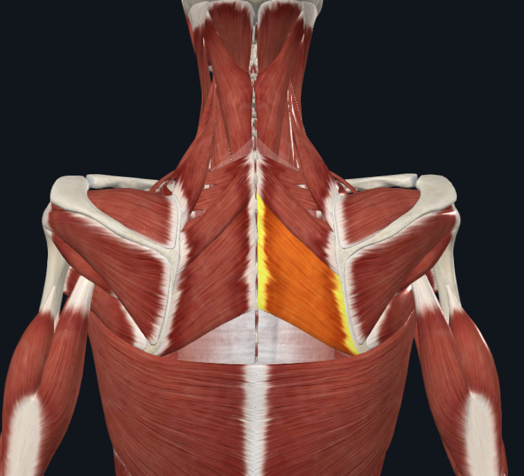 rhomboid major function
