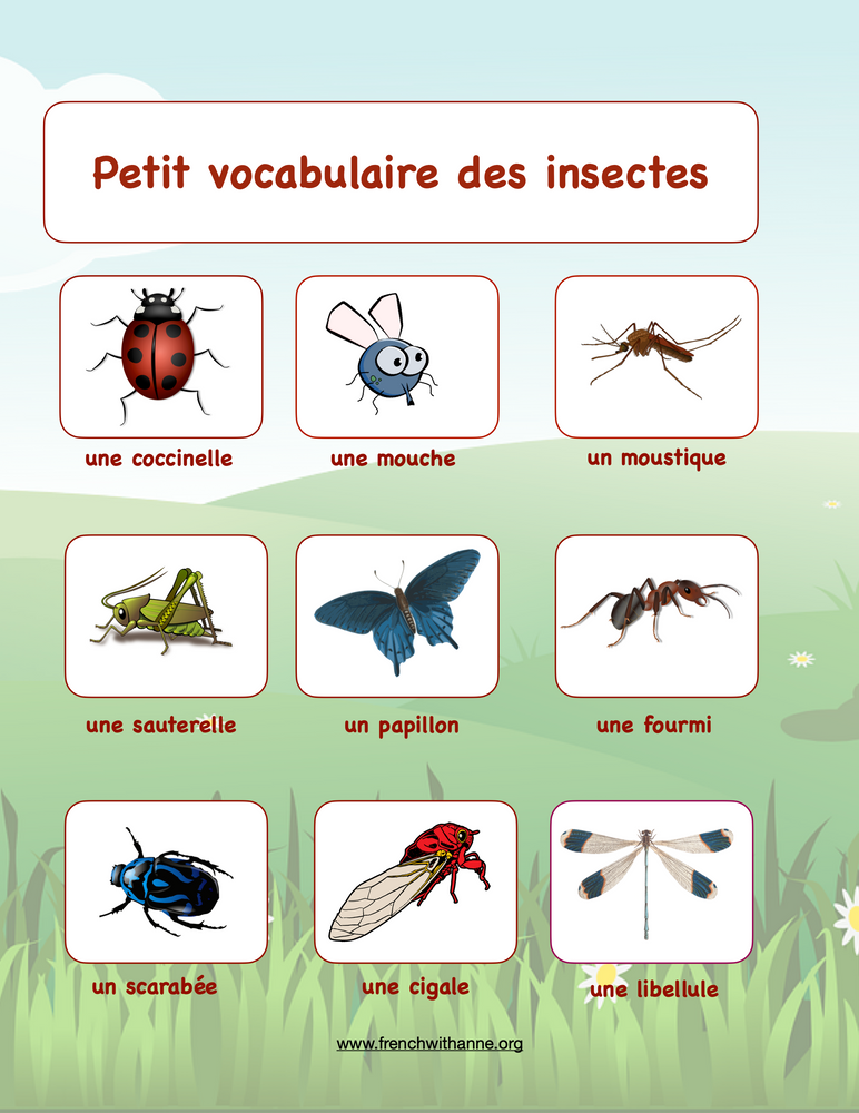 Petit vocabulaire des insectes
