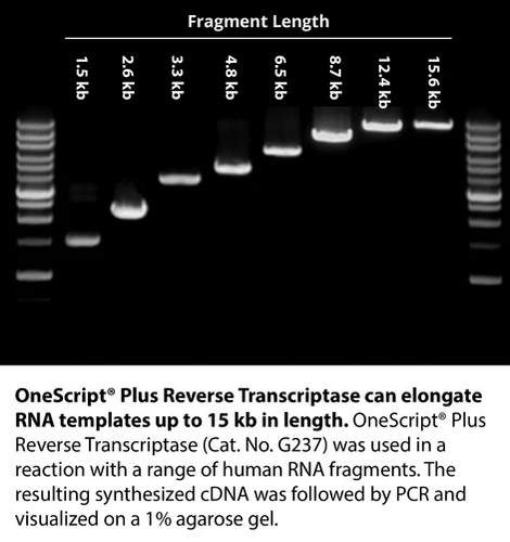 OneScript® Plus cDNA Synthesis Kit | Genesuz