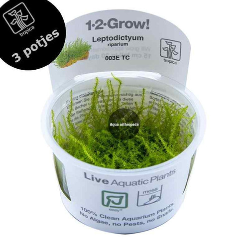Leptodictyum riparium - IN VITRO 1 2 Grow TROPICA | Aqua arthropoda