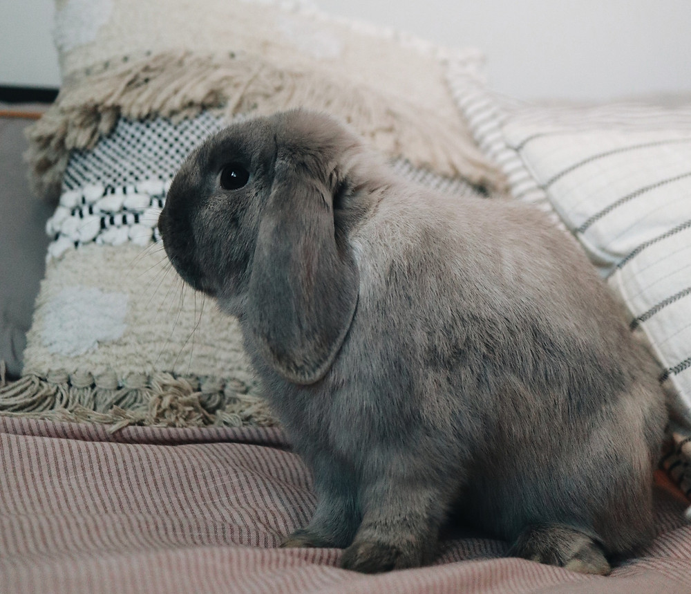 The 10 Best Things About Holland Lop Bunnies
