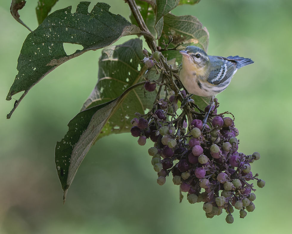 Cerulean Warbler Research | Proyecto Cerúlea | Costa Rica