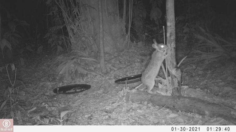 13 - O Tapiti (Sylvilagatus brasilienses)