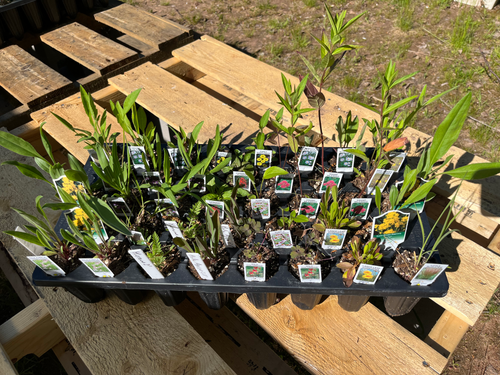 Hummingbird Garden Kit | Designs By Nature UP