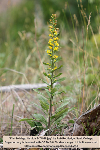 Goldenrod, Hairy - Solidago hispida | Designs By Nature UP