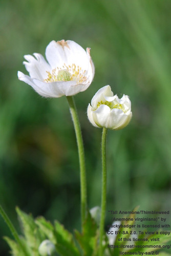 Thimble Weed - Anemone virginiana | Designs By Nature UP