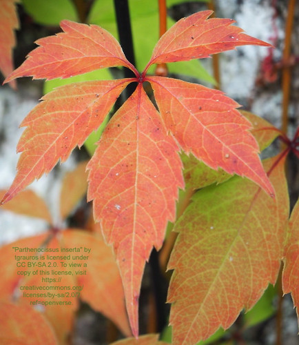 Woodbine/False Virginia Creeper - Parthenocissus inserta | Designs By ...