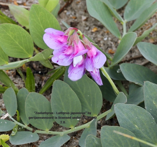 Beach Pea - Lathyrus japonicus | Designs By Nature UP