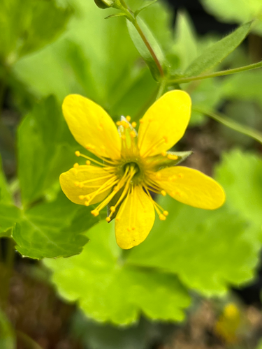 Barren Strawberry - Geum/Waldsteinia fragarioides | Designs By Nature UP