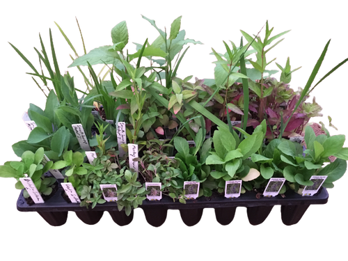 Swale Mix for Wet Soil | Designs By Nature UP