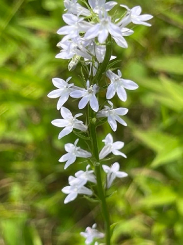 Pale Spiked Lobelia - Lobelia spicata | Designs By Nature UP
