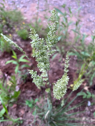 June Grass - Koeleria macrantha | Designs By Nature UP